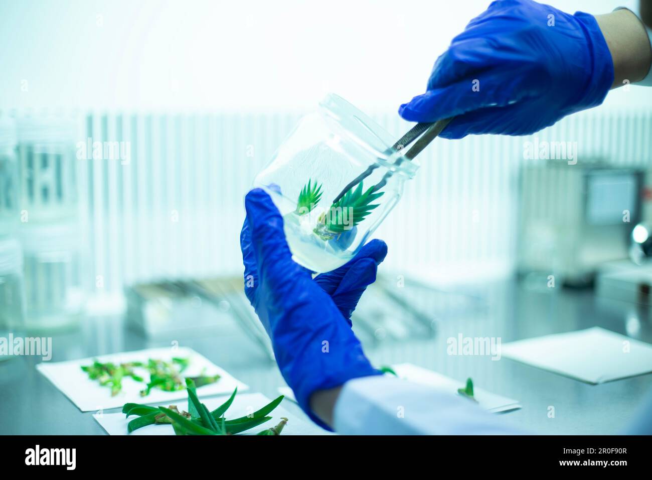 Plant tissue culture Stock Photo - Alamy