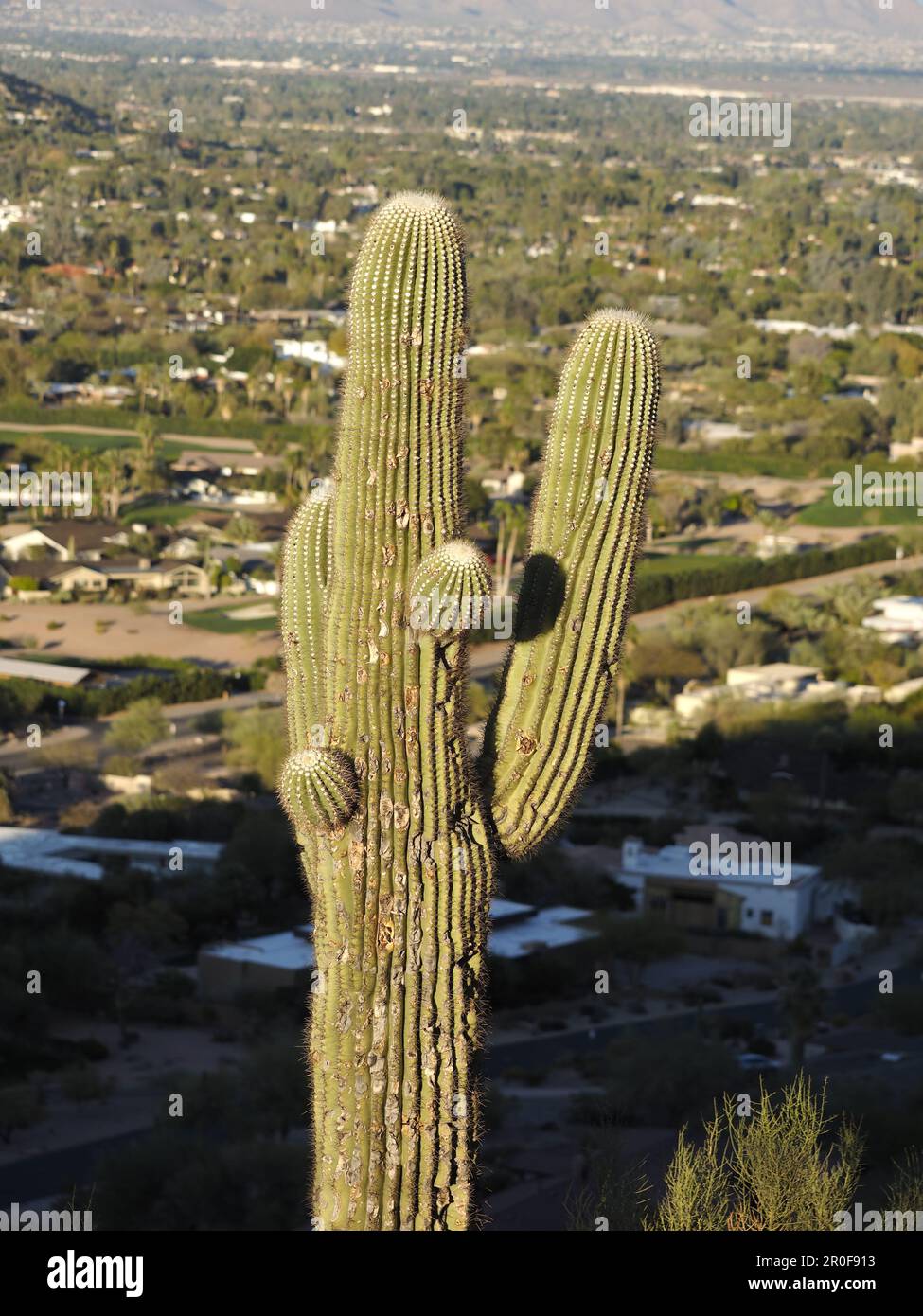 SAGUARO CACTUS ON CAMELBACK MOUNTAIN WITH VIEW AND VISTA FROM TRAIL ...