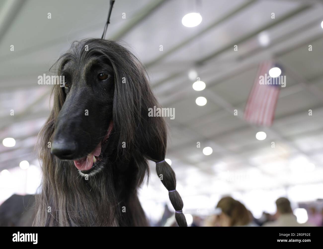 New York, United States. 08th May, 2023. An Afghan Hound is groomed in ...