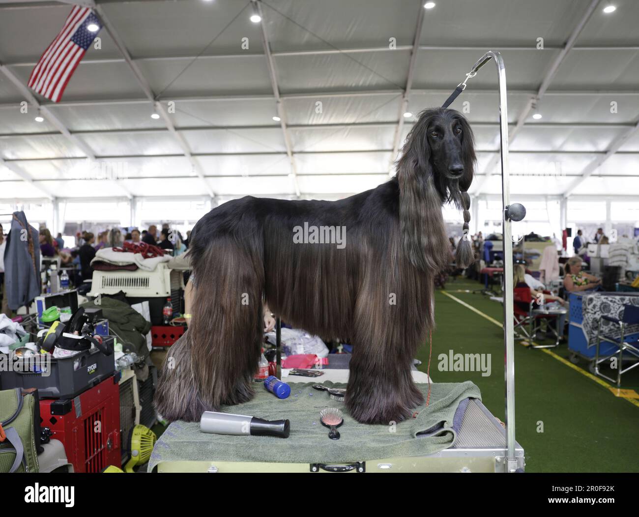 New York, United States. 08th May, 2023. An Afghan Hound is groomed in ...