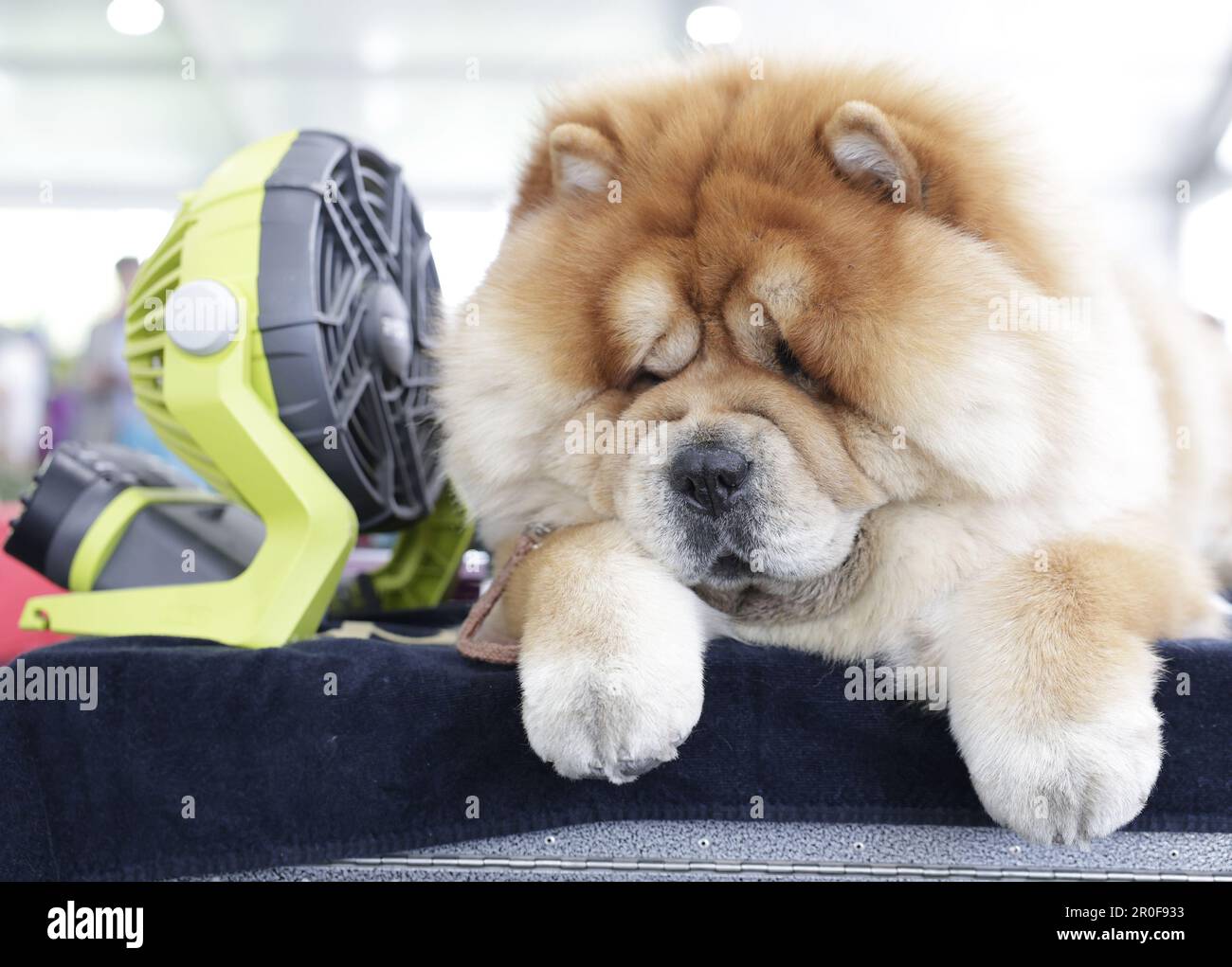 Show chow hi-res stock photography and images - Alamy