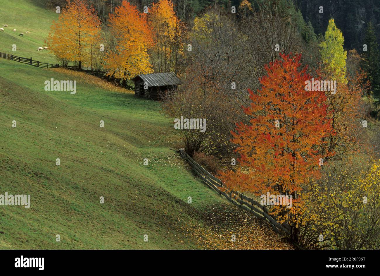 Alpine pasture with hay barn, surrounded with autumn coloured trees ...