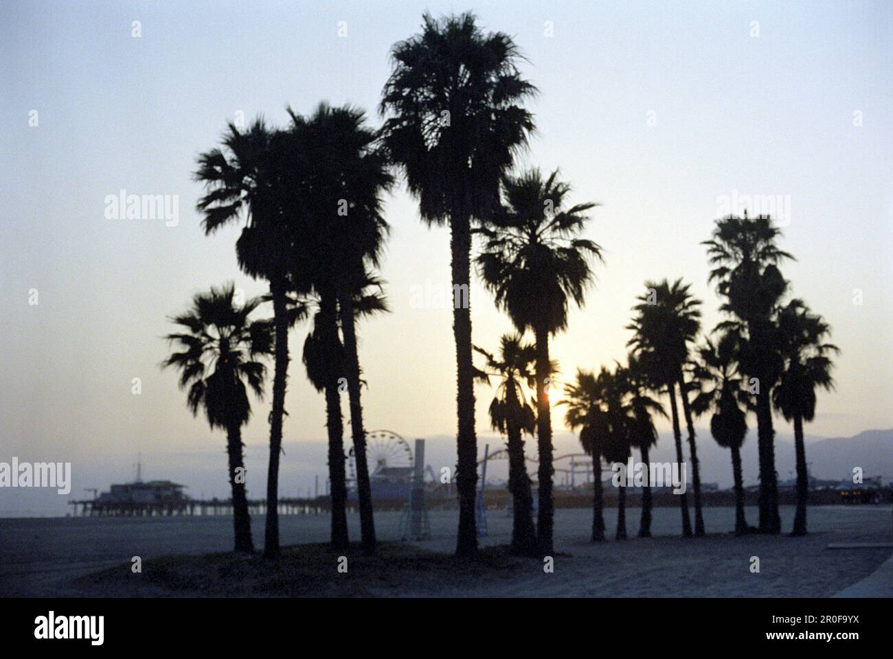 Palm trees standing in front of Santa monica pier at sunrise, Santa ...
