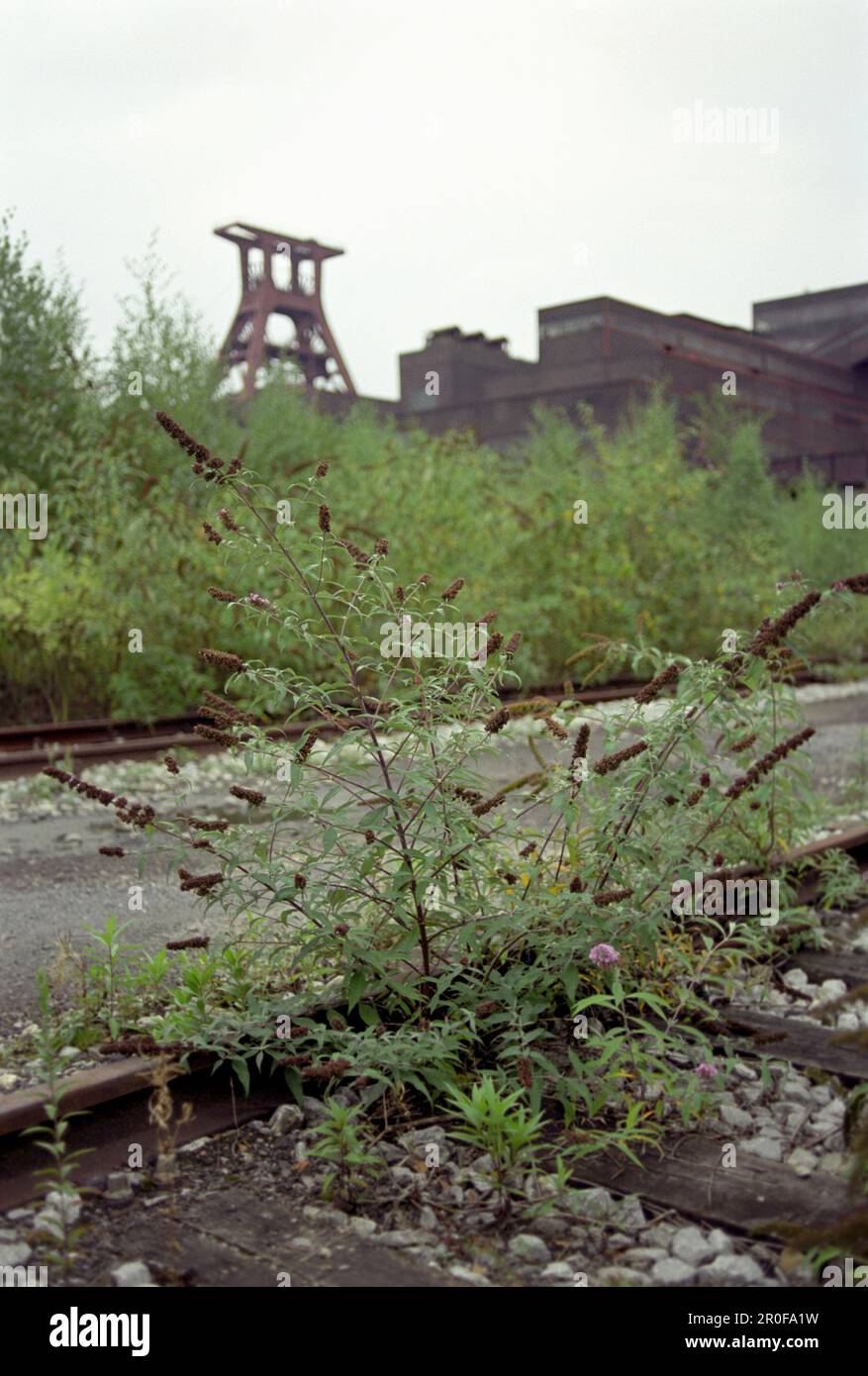 Old factory, Essen, North Rhine-Westfalia, Garmany Stock Photo - Alamy