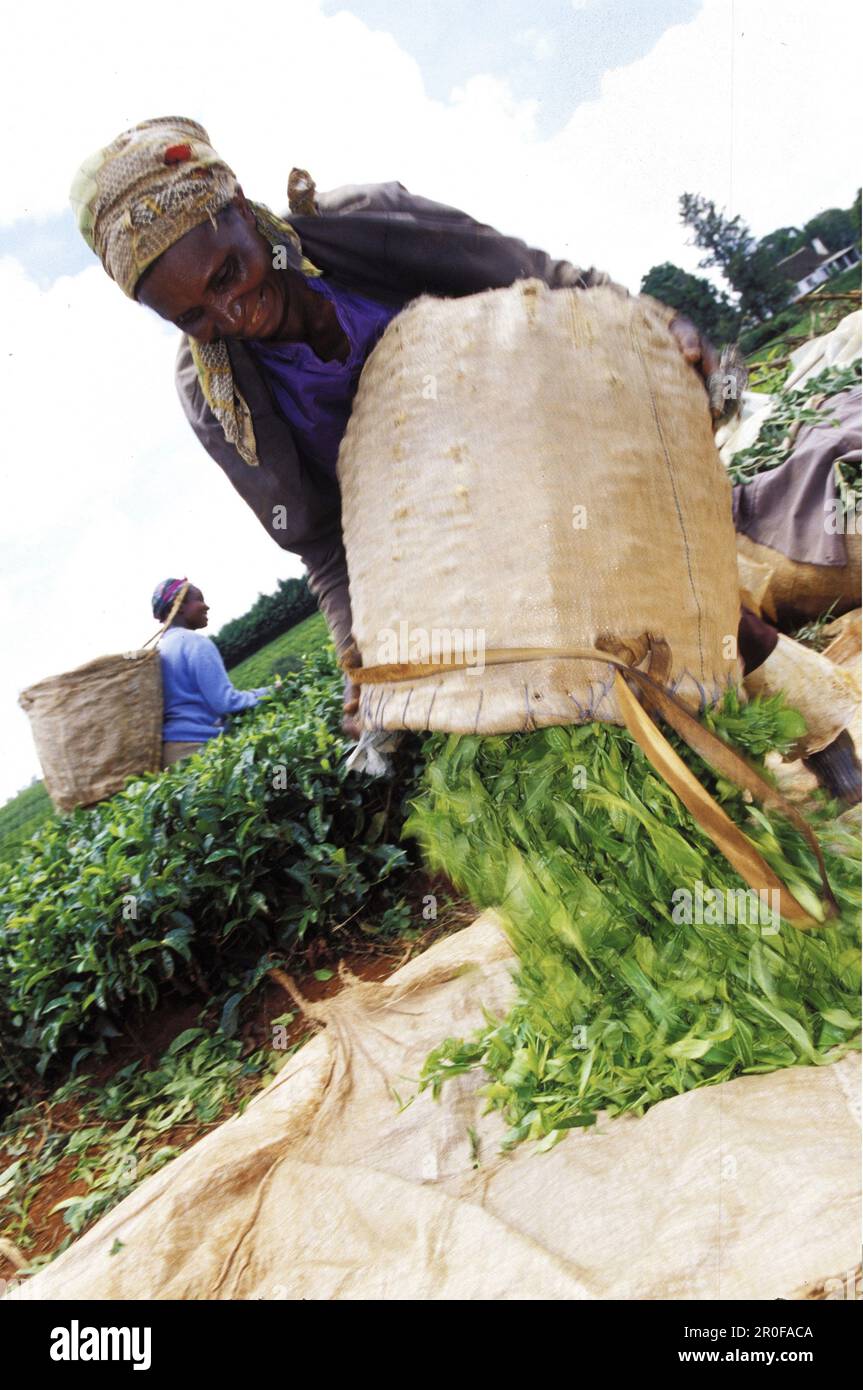 One african woman sorting out tea leaves, tea fields, Limuru, Kiambu ...