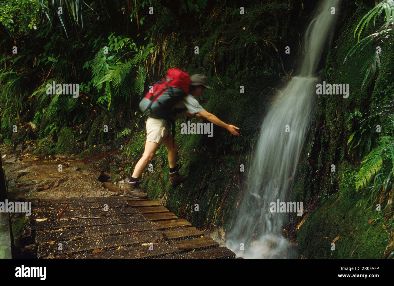 One hiker near waterfall, Heaphy Track, Nature Reserve, South Island ...