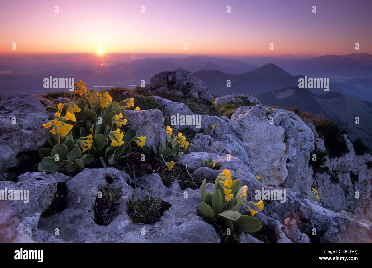 Auriculas in the first morning light with sunrise over lake Chiemsee ...