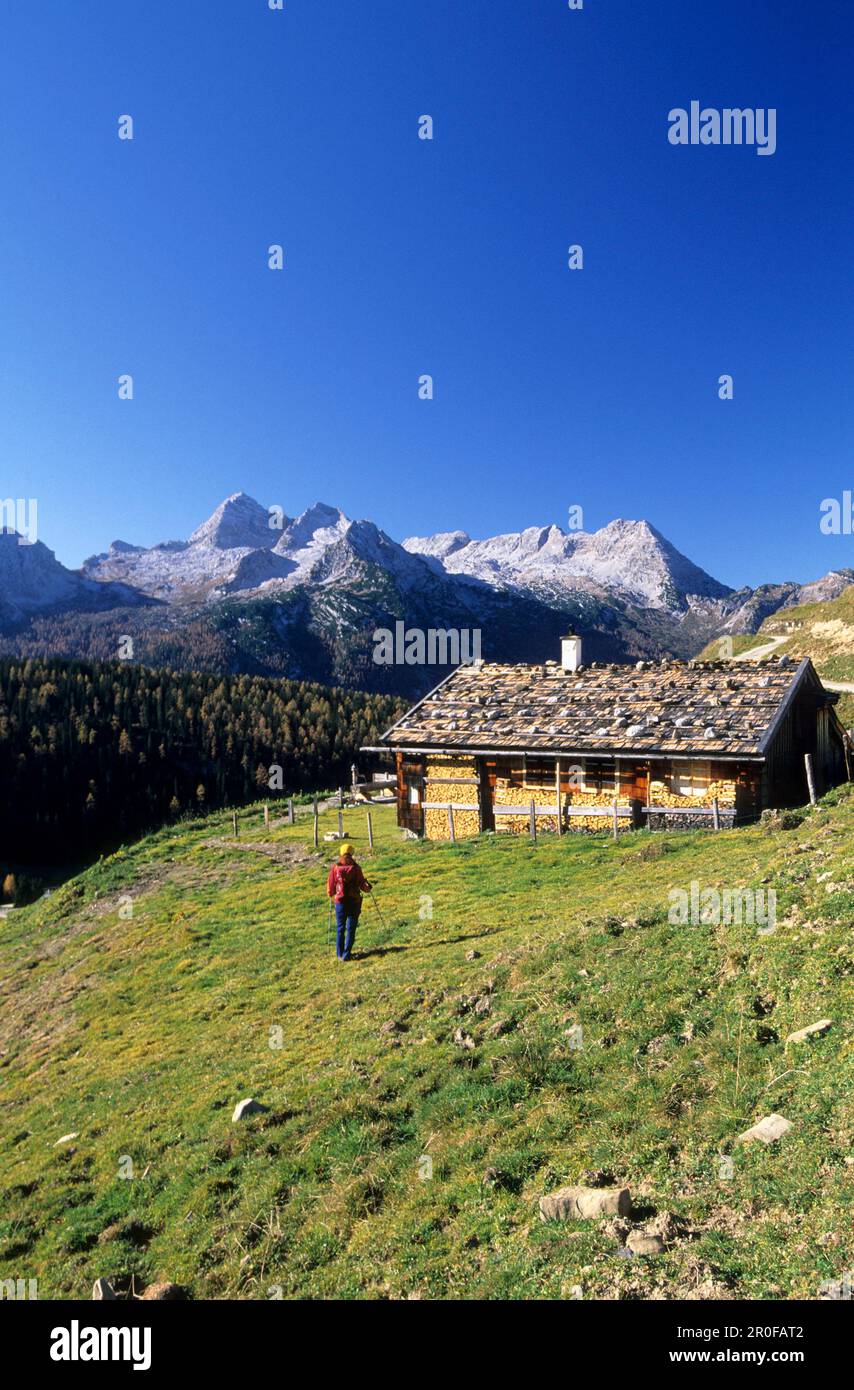 Mountaineer walking towards traditional alpine hut with shingle roof ...