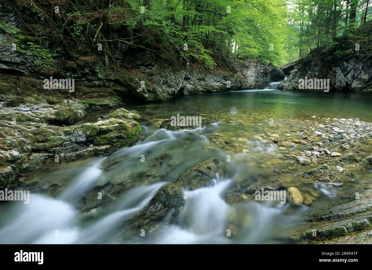 A stream bed with green beech trees in Prien valley near Aschau ...