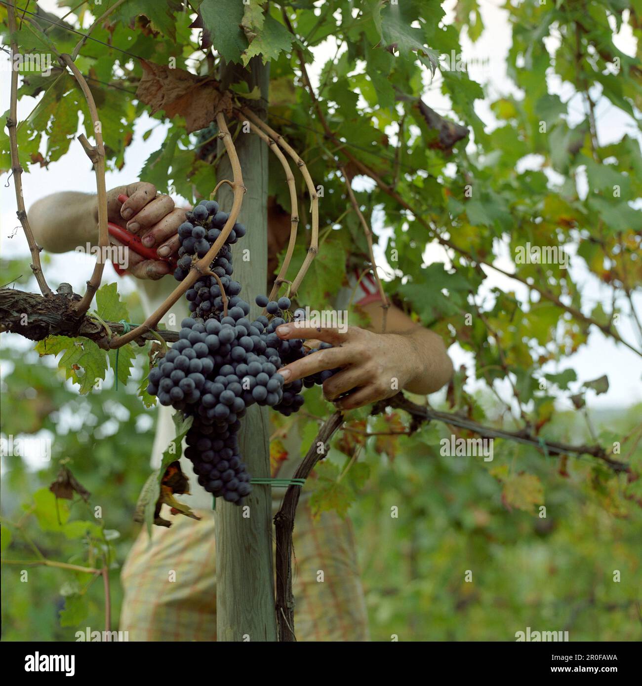 Man hands cutting vintage hi-res stock photography and images - Alamy