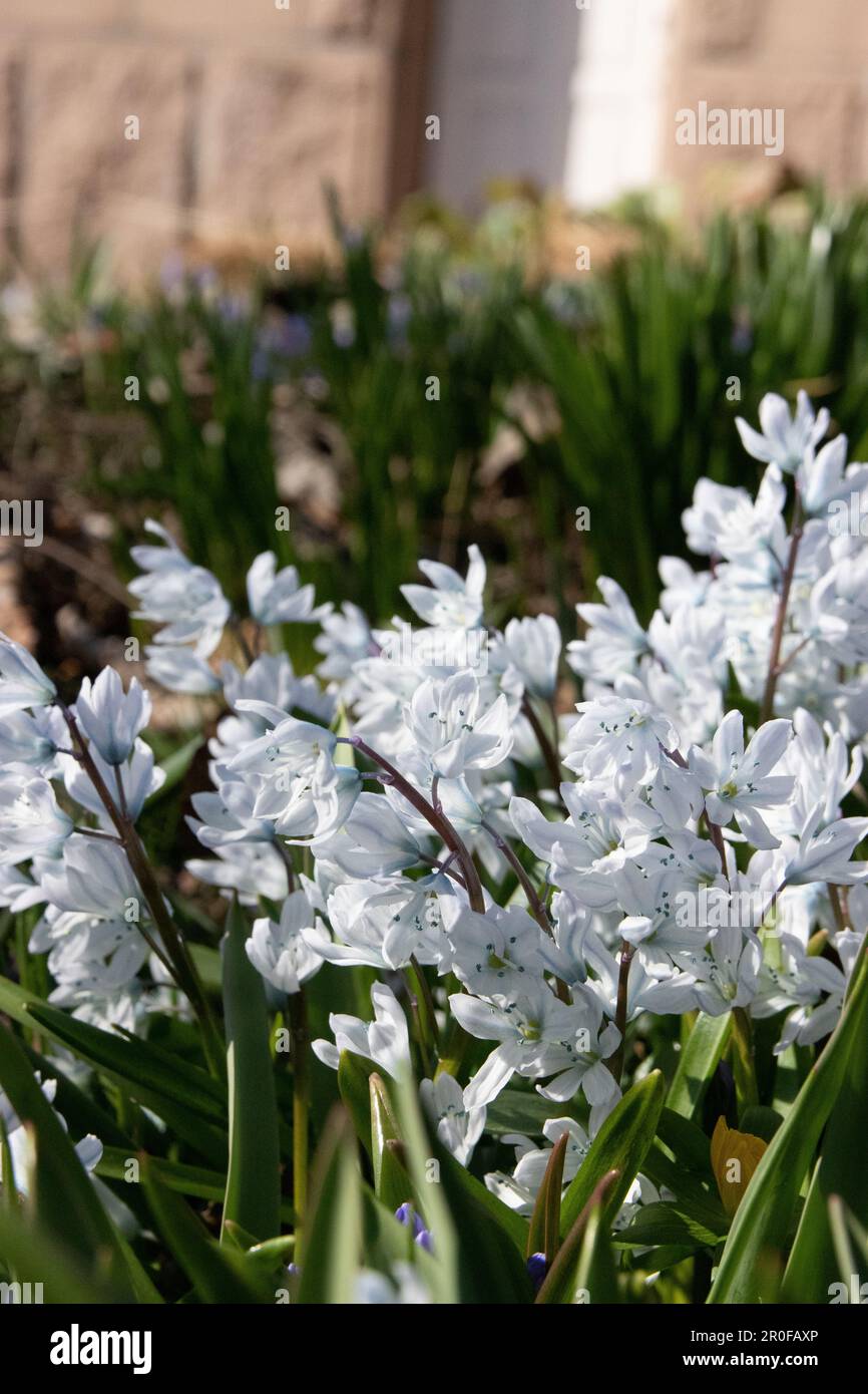 Spring season flowers hi-res stock photography and images - Alamy