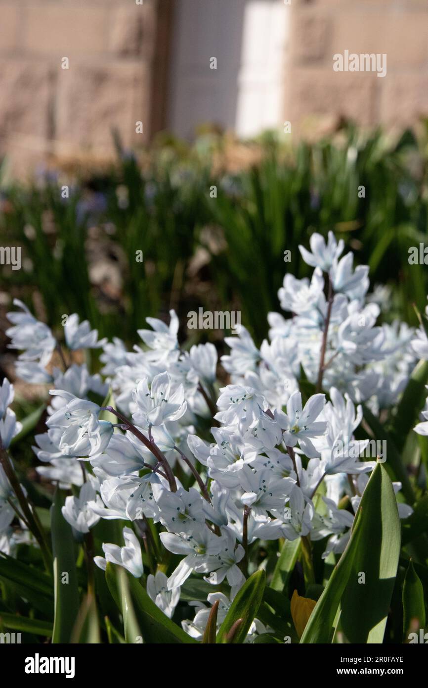 Colorful flowers that bloom in spring hi-res stock photography and ...
