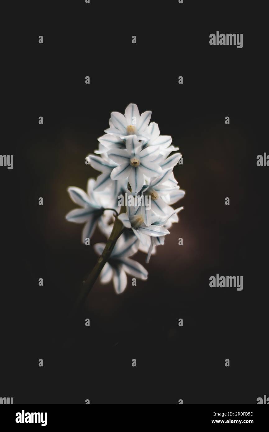Colorful flowers that bloom in spring hi-res stock photography and ...