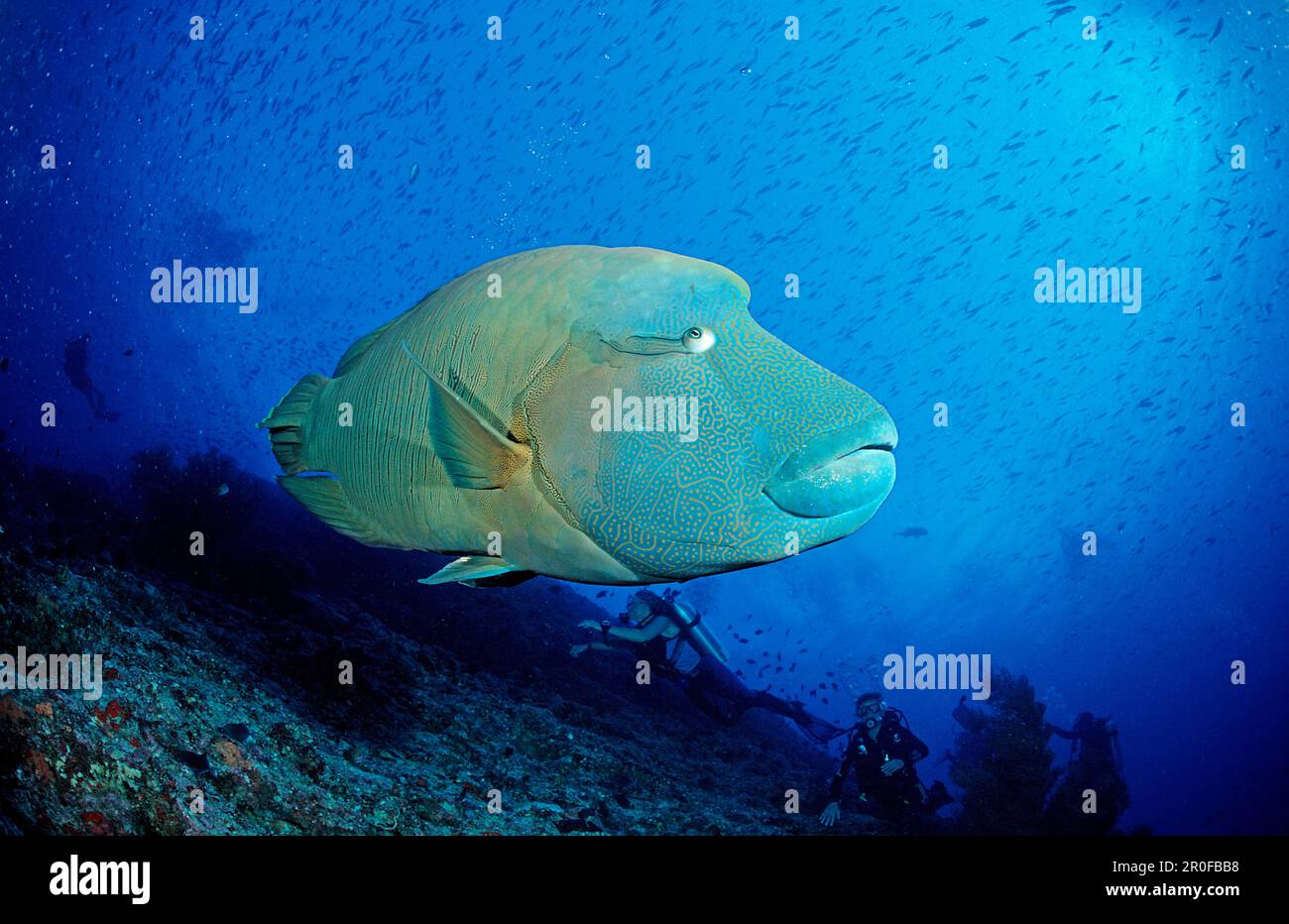 Napoleon wrasse maldives hi-res stock photography and images - Alamy