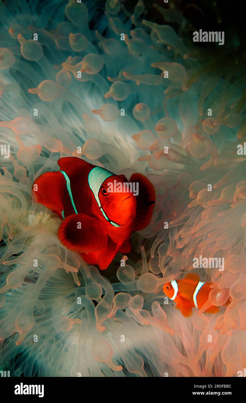 Two Spinecheek clownfish, Premnas aculeatus, Papua New Guinea, Pacific ...