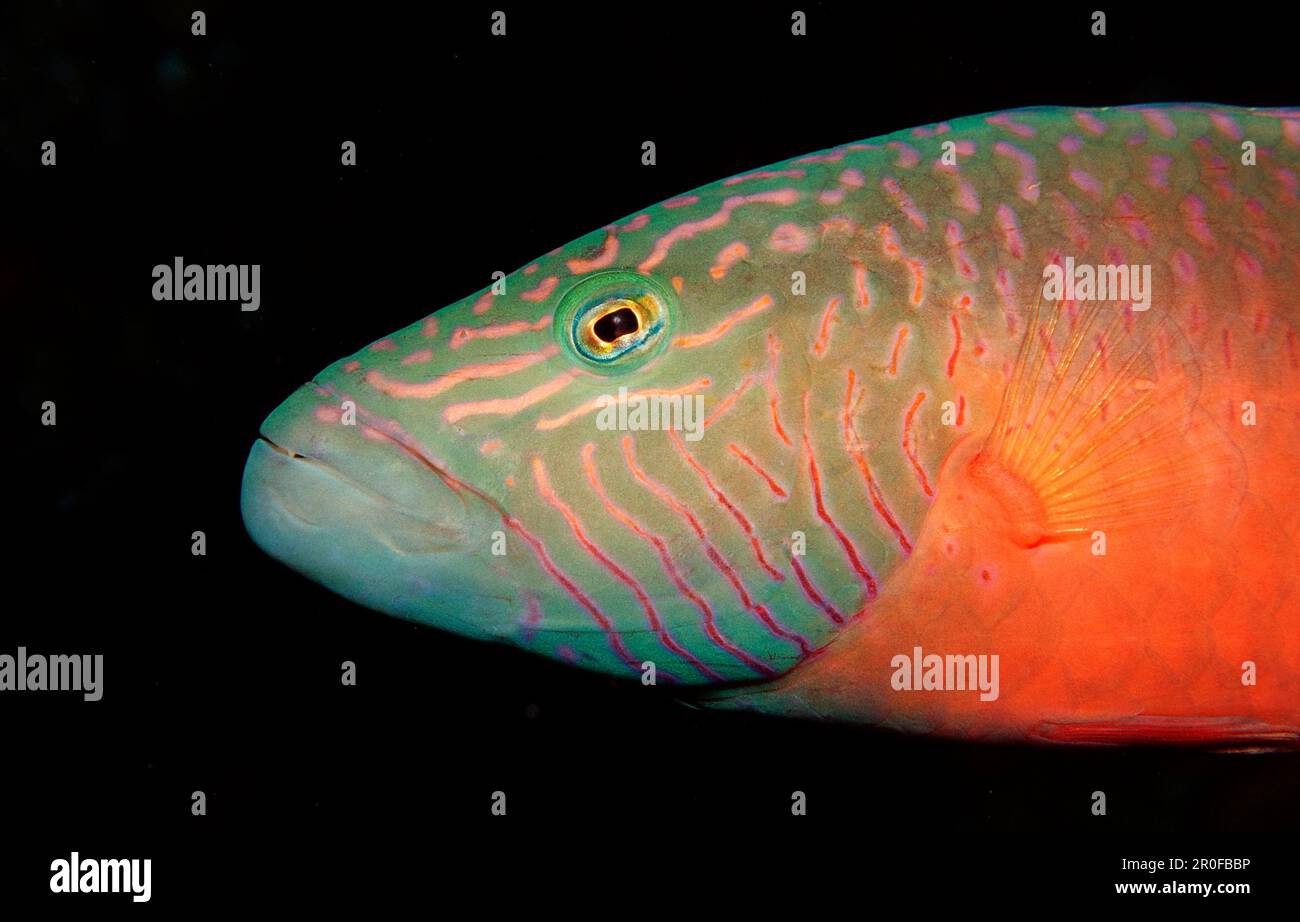 Bandcheek wrasse, Oxycheilinus digrammus, Egypt, Sha´ab Tamara, Red Sea ...