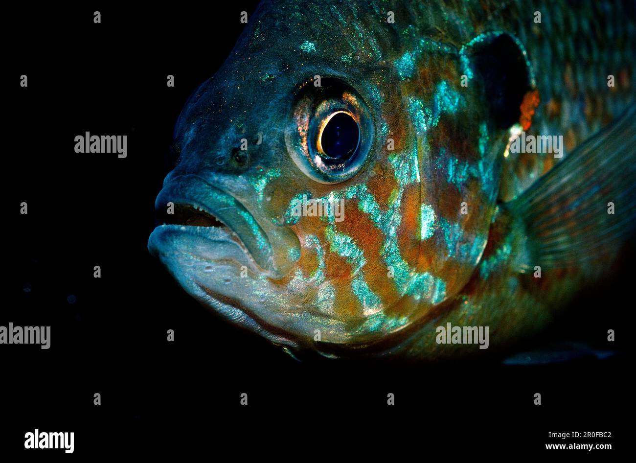 Pumpkinseed Sunfish, Pumpkinseed sunfish, Punkies, Yellow sunfish ...