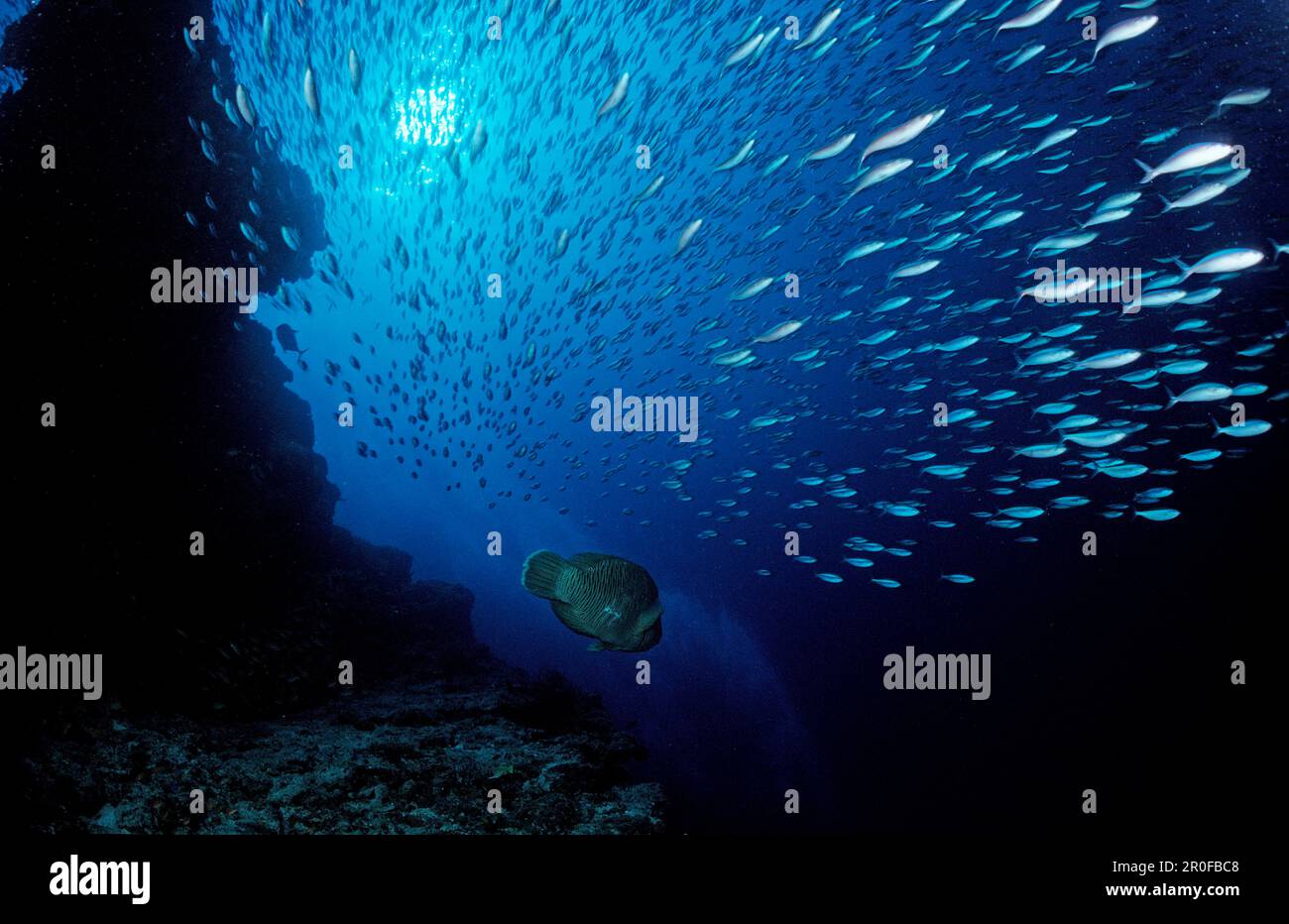 Fleeing fusilier, Maldives Islands, Indian ocean, Ari Atol, Atoll Stock ...