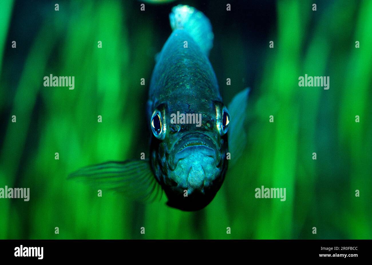 Pumpkinseed Sunfish, Pumpkinseed sunfish, Punkies, Yellow sunfish ...