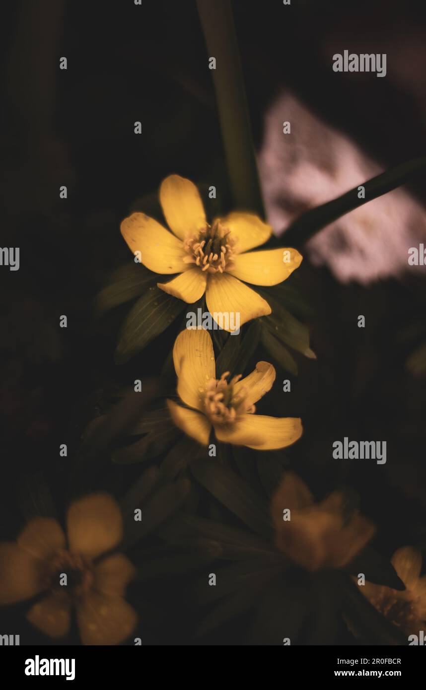 Beautiful flowers in nature flora hi-res stock photography and images ...