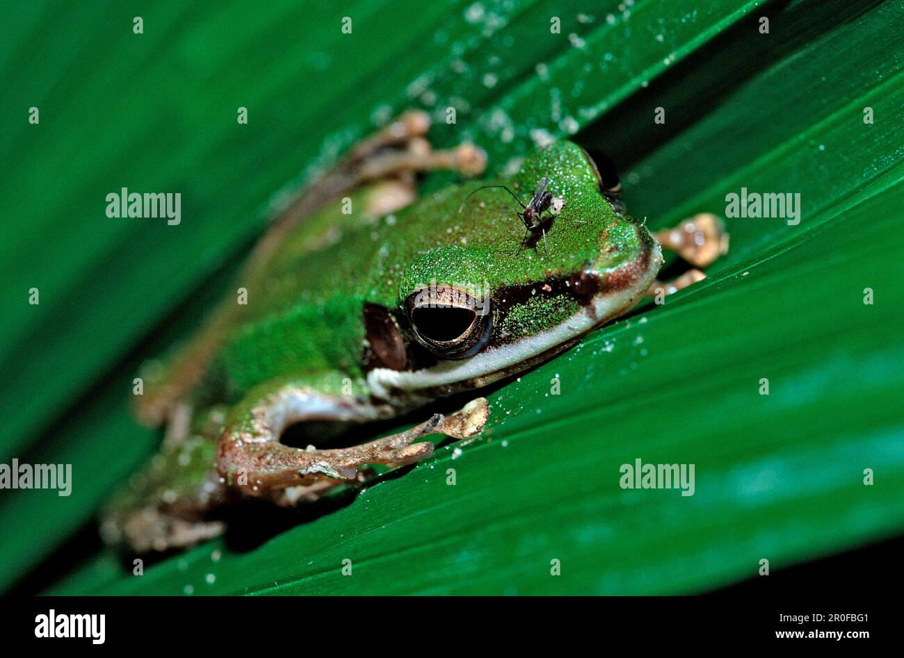 Tropical Leaf Frog, Malaysia, Borneo, Sabah Stock Photo - Alamy
