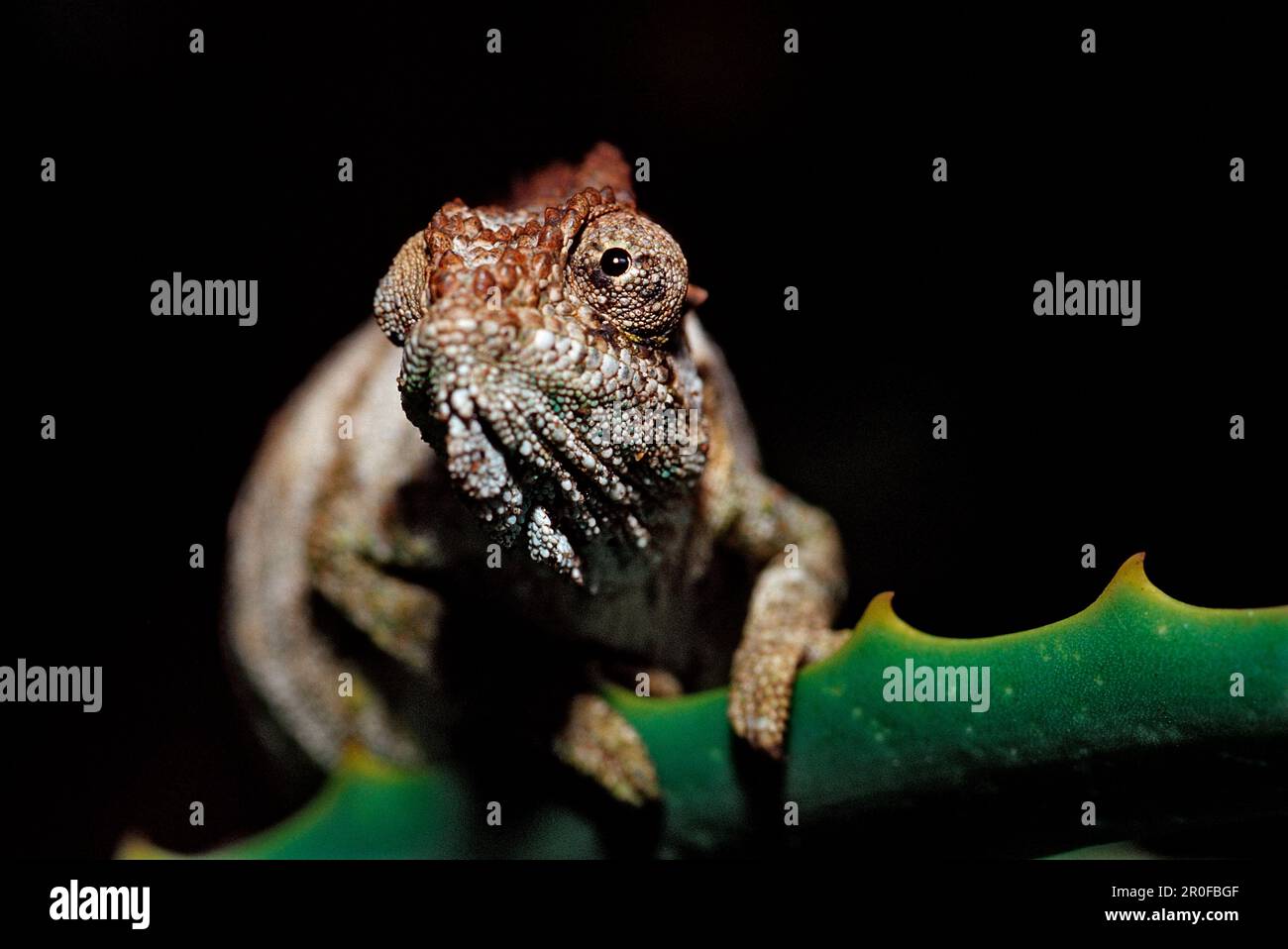 Eastern Dwarf Chameleon, Bradypodion ventrale, South Africa ...