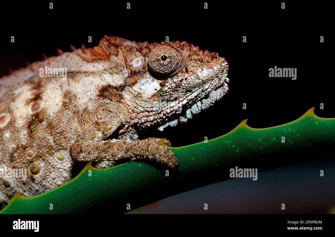 Eastern Dwarf Chameleon, Bradypodion ventrale, South Africa ...