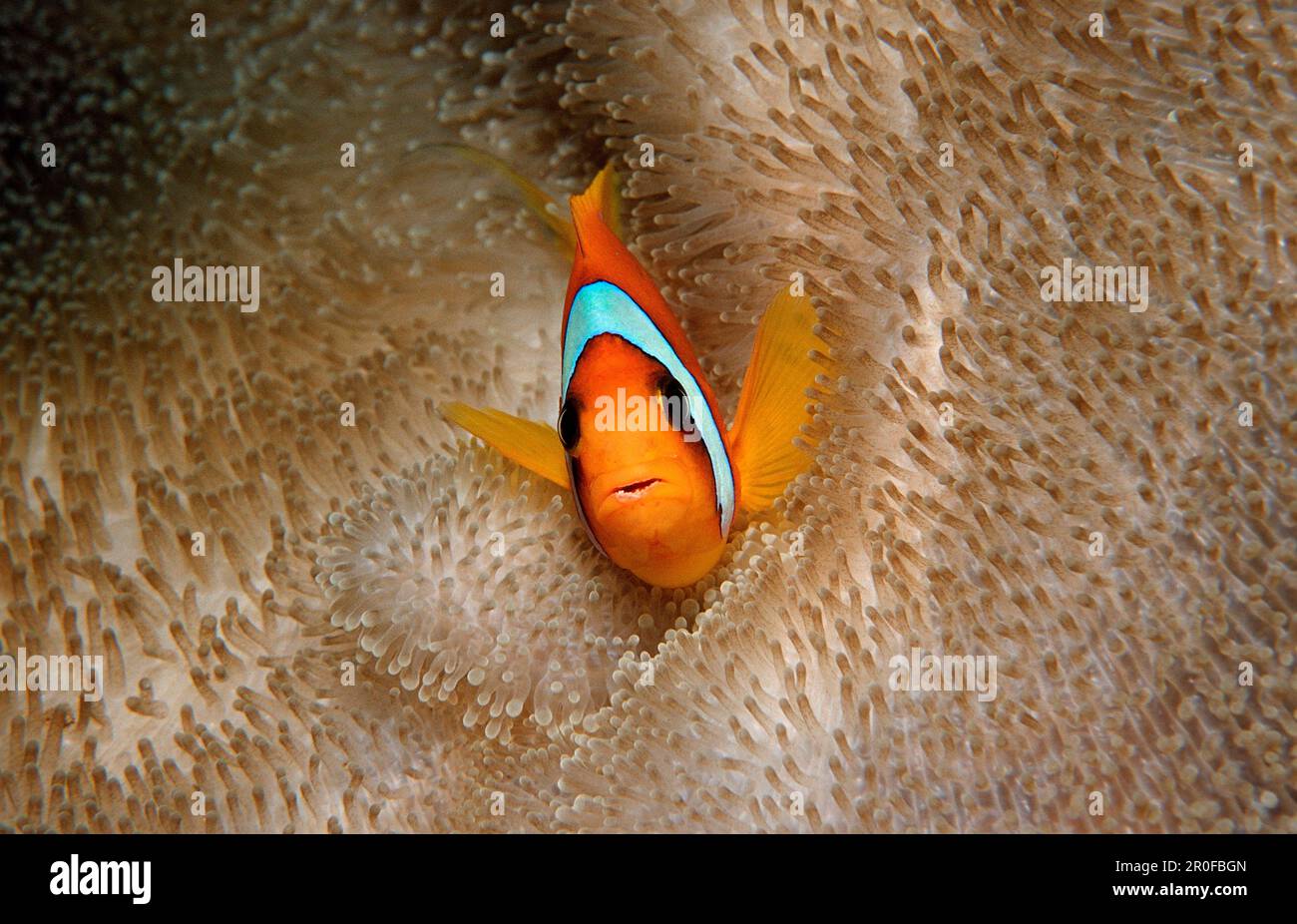Twobar anemone fish , Amphiprion bicinctus, Djibouti, Djibuti, Africa ...
