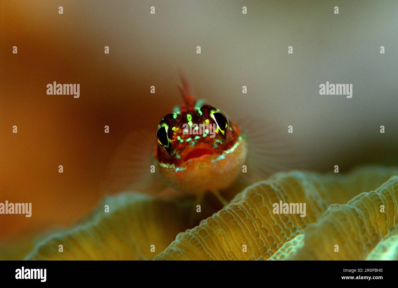 Great barrier reef australia small fish hi-res stock photography and ...