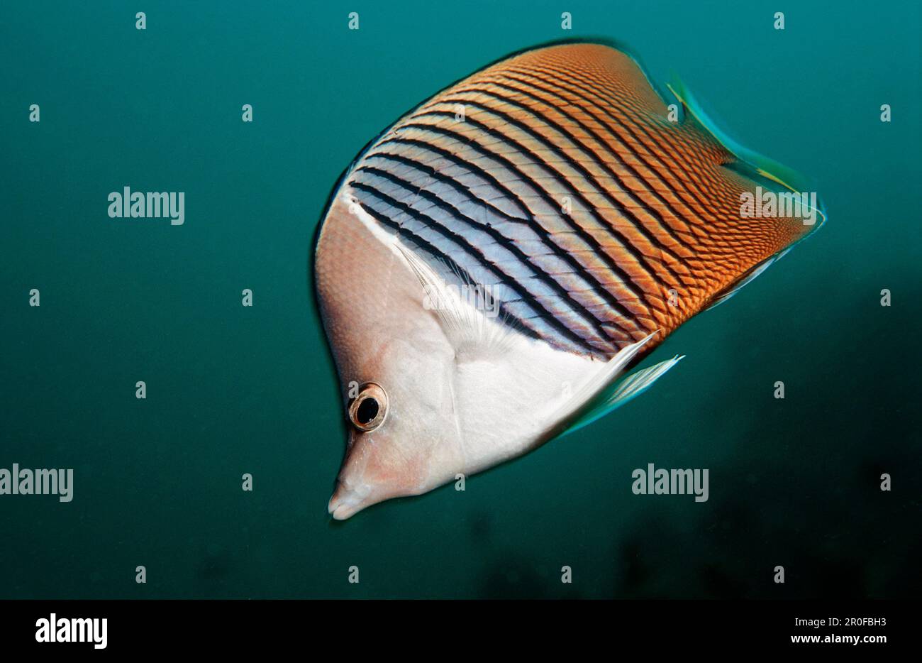 White-face butterflyfish , Chaetodon mesoleucos , Djibouti, Djibuti ...