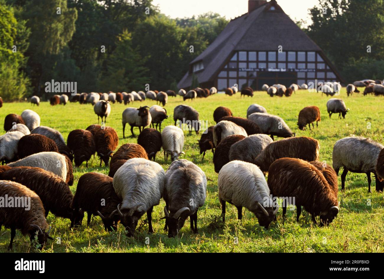 Farmhouse exterior sheep hi-res stock photography and images - Alamy