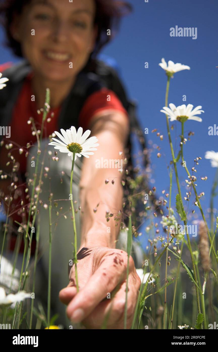 Old woman pick up flowers hi-res stock photography and images - Alamy