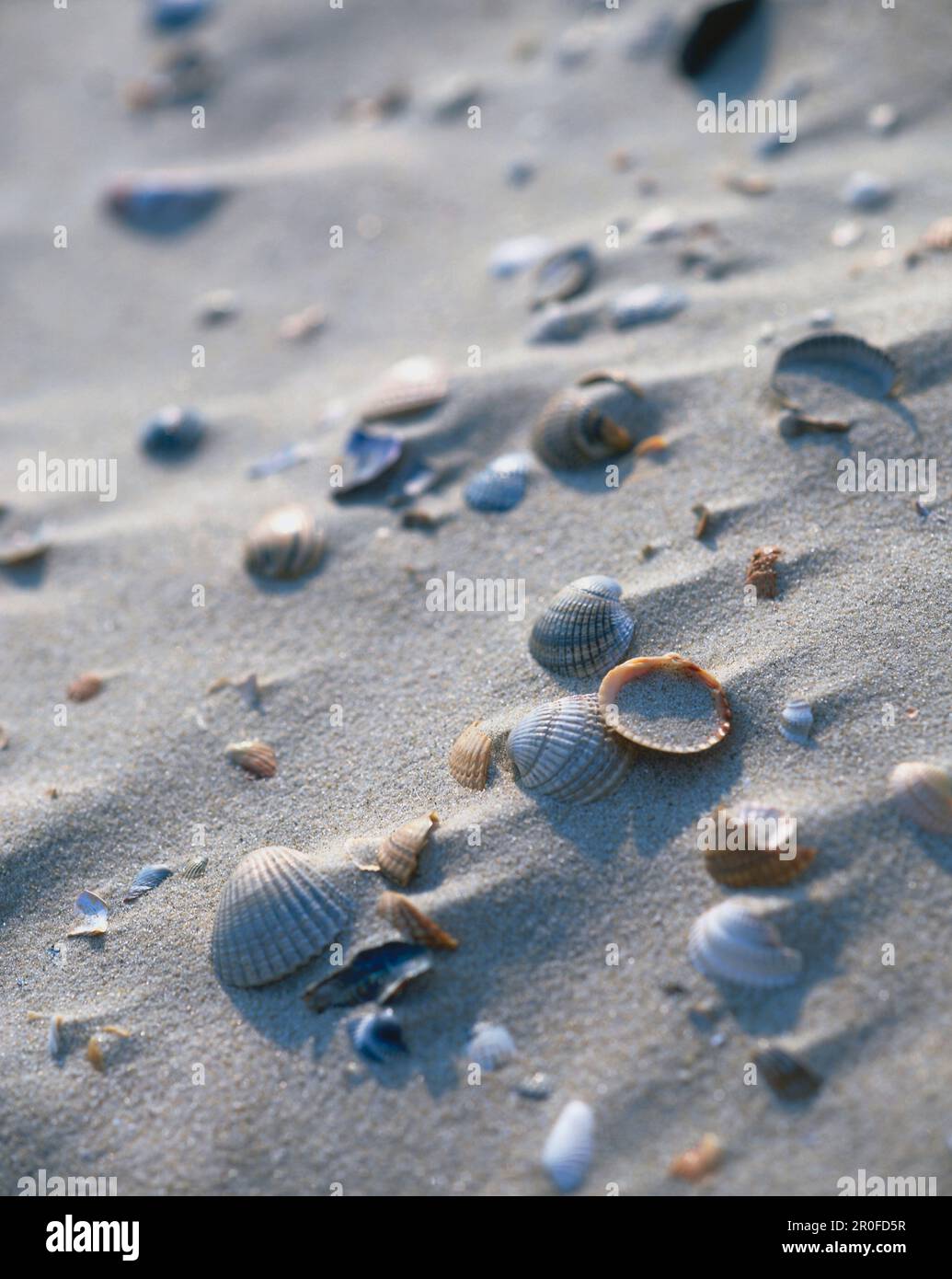 Shells on the beach Stock Photo - Alamy