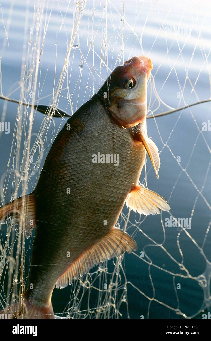 Freshly caught bream fish,Lake Chiemsee, Bavaria, Germany Stock Photo ...