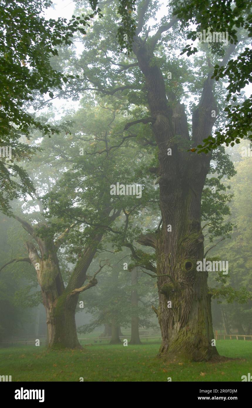 Ivenacker Eichen, 1000 year old oak trees, Mecklenburg Pomerania ... Ivenacker Eichen, 1000 year old oak trees, Mecklenburg Pomerania ...