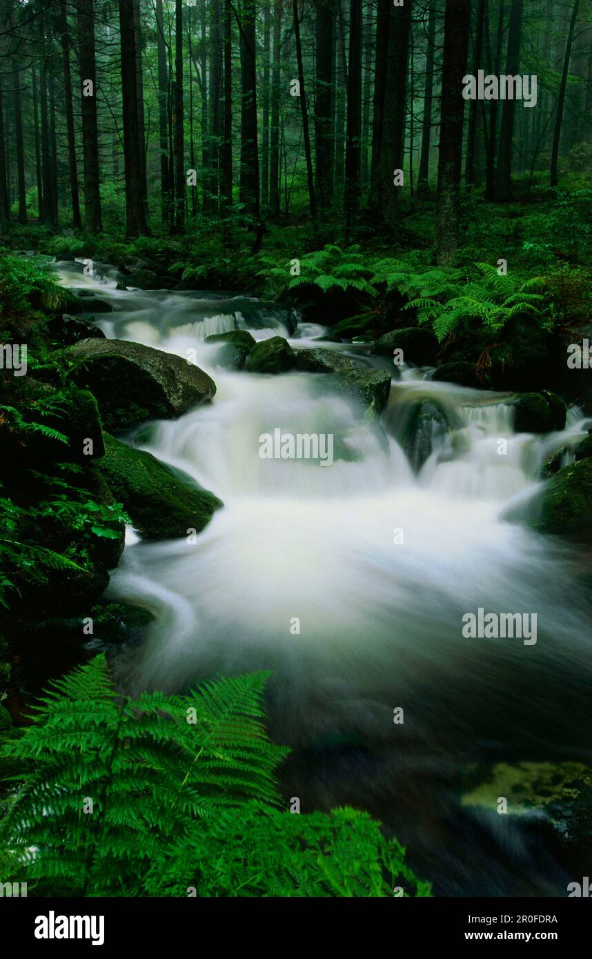 Wald beck hi-res stock photography and images - Alamy