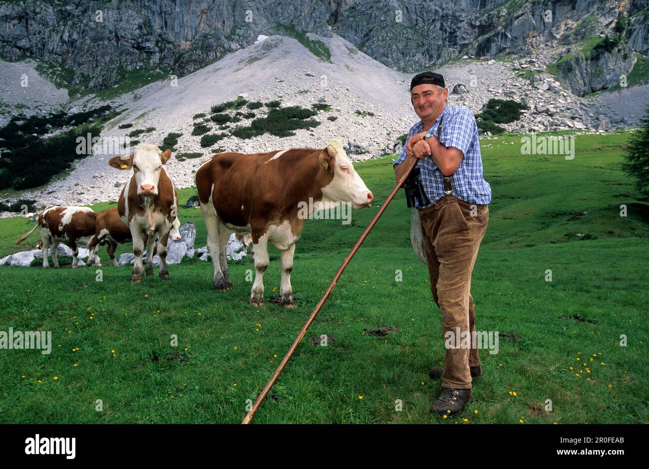 alpine cow boy feeding young cattle in alpine landscape, Rinderfeld beneath Bischofsmütze ...