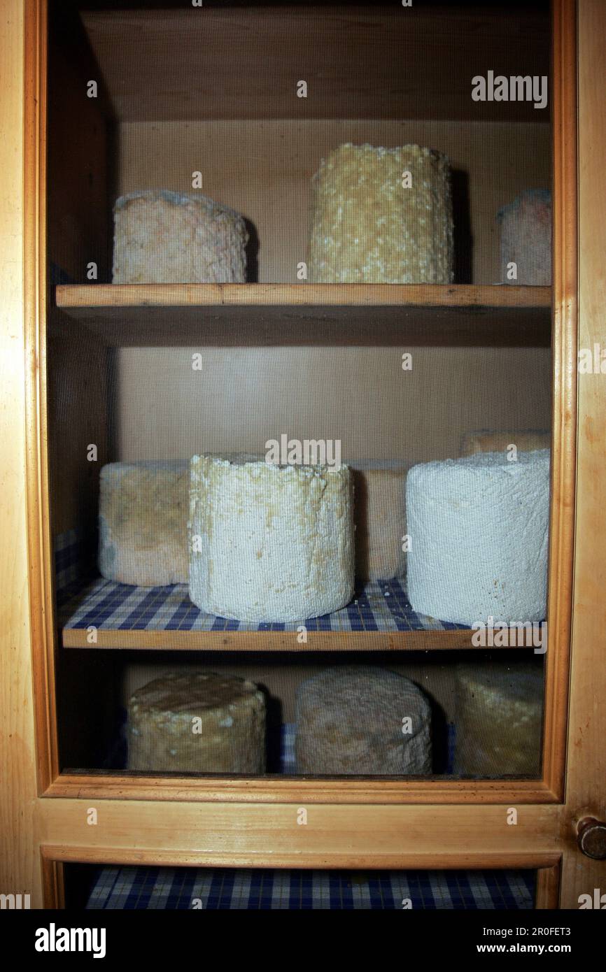 Traditional austrian cheese, Salzburger Land, Austria Stock Photo - Alamy