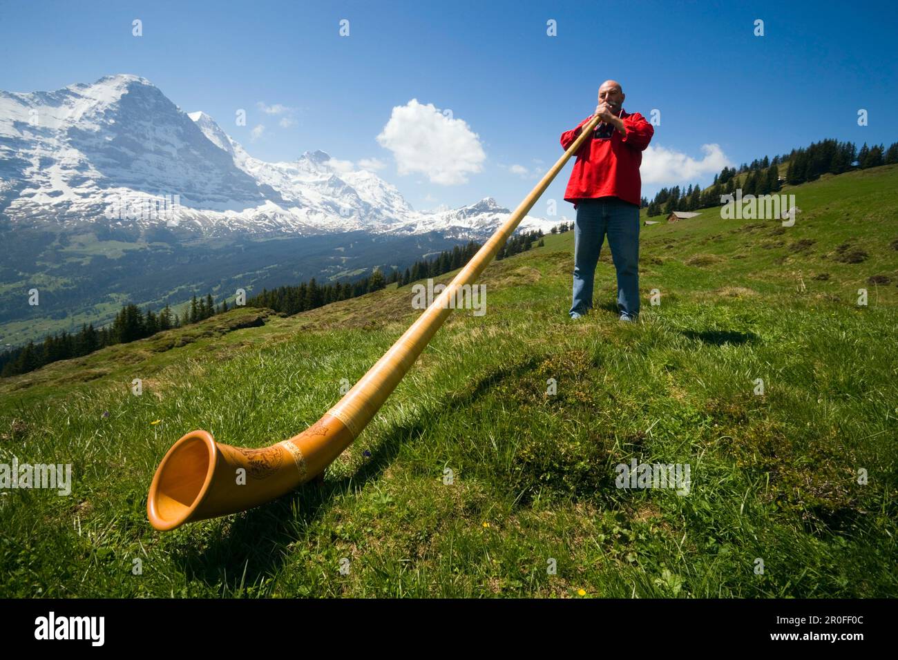 Man playing an alphorn at Bussalp 1800 m, Grindelwald, Bernese Oberland, Canton of Bern ...