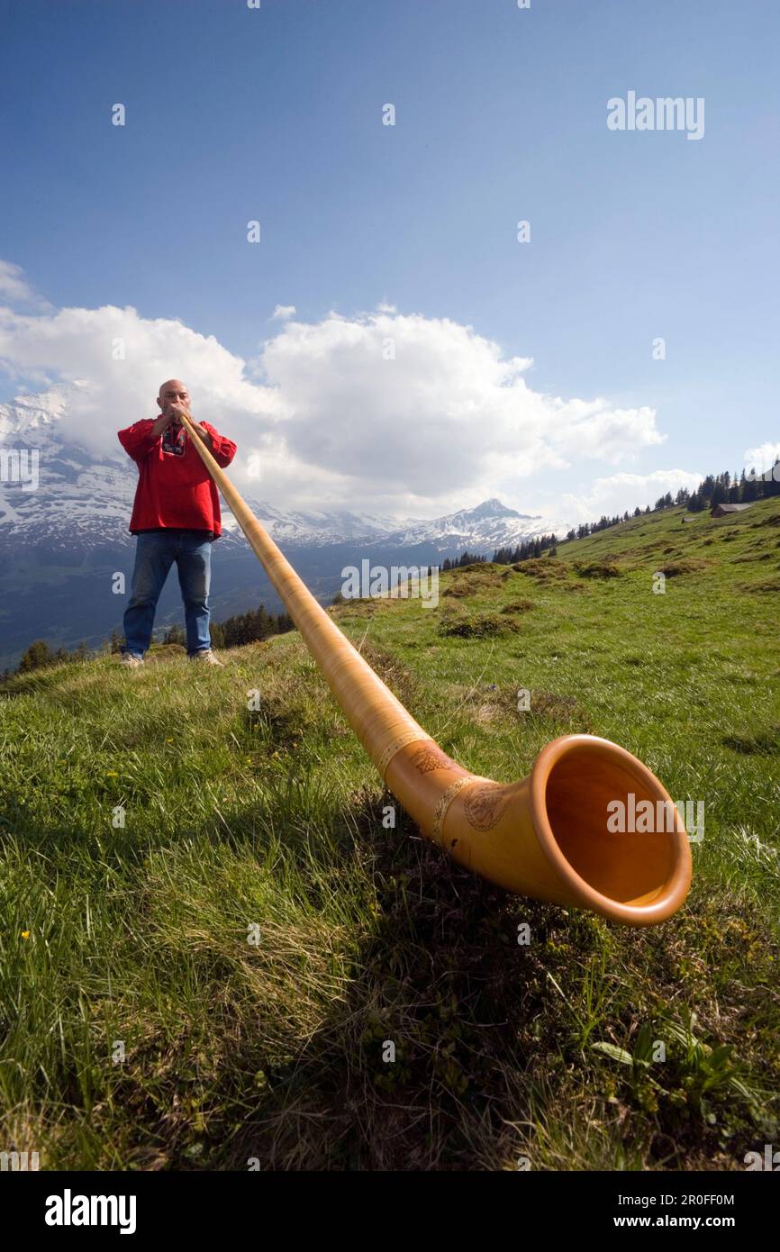 Man playing a alphorn at Bussalp (1800 m), Grindelwald, Bernese ...