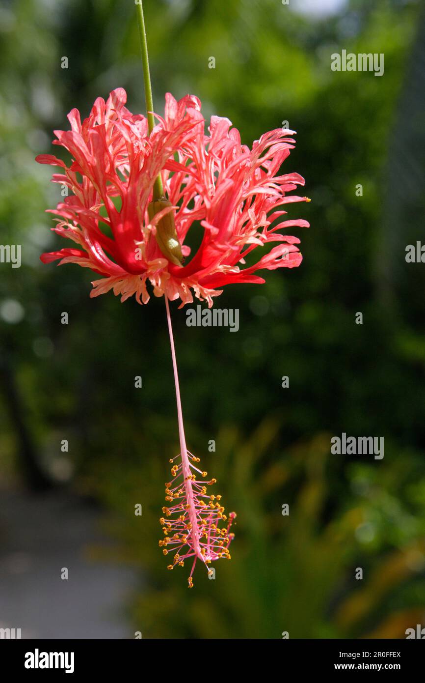 Flora of tonga hi-res stock photography and images - Alamy