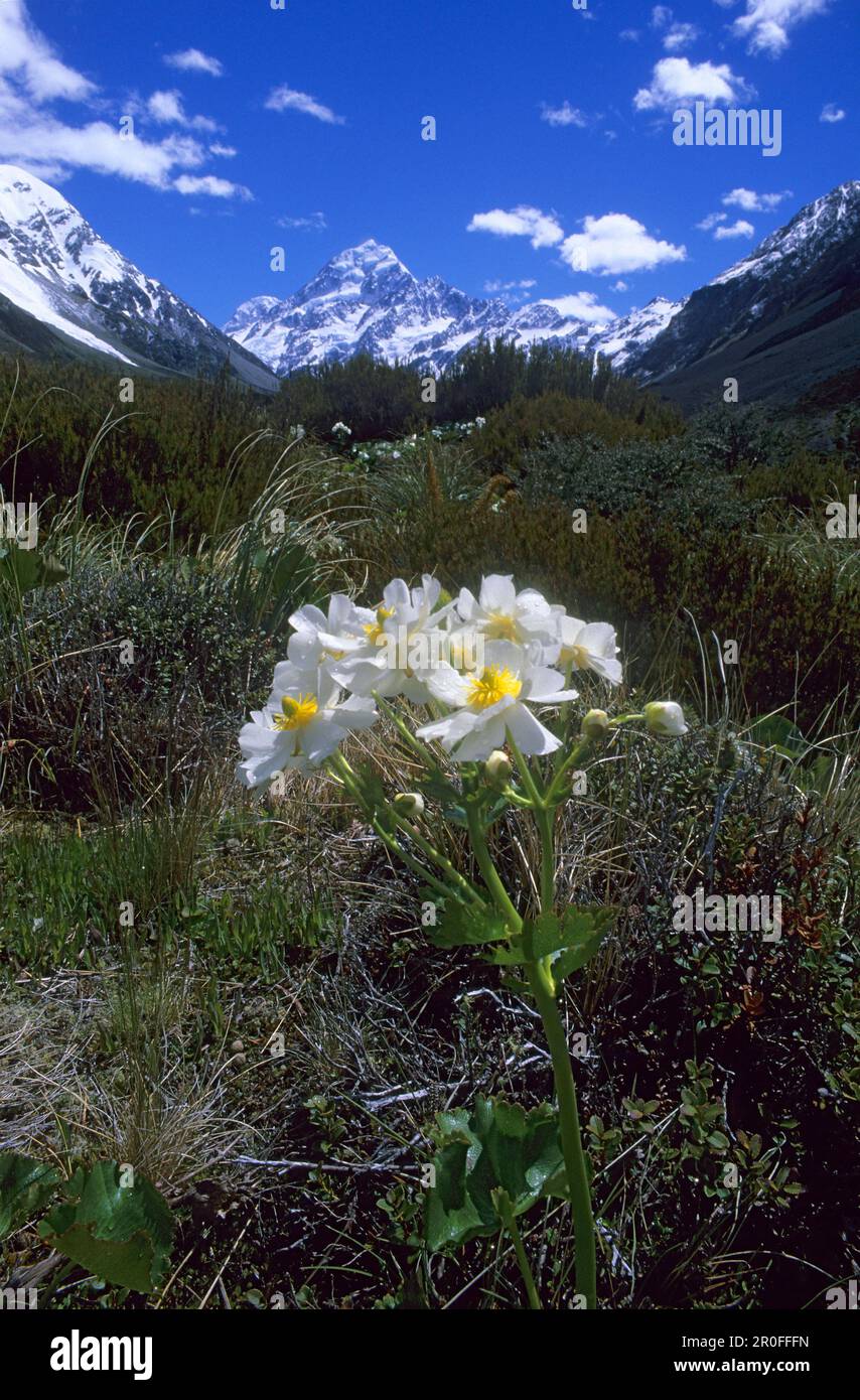 Flower, Hooker Valley and Mount Cook, New Zealand Stock Photo - Alamy
