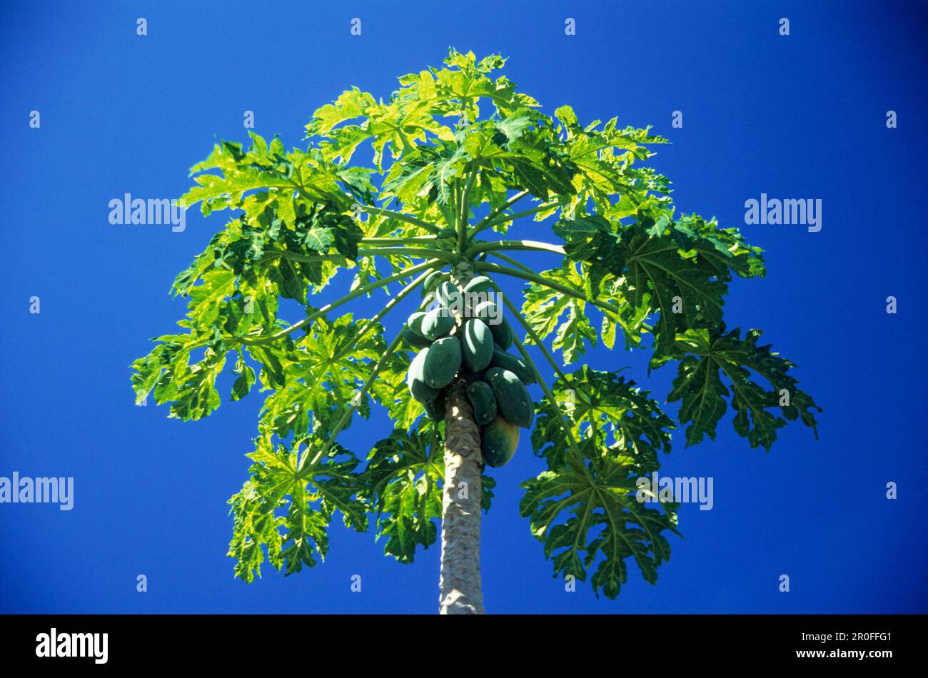 Papaya tree, Dominican Republic, Caribbean Stock Photo - Alamy