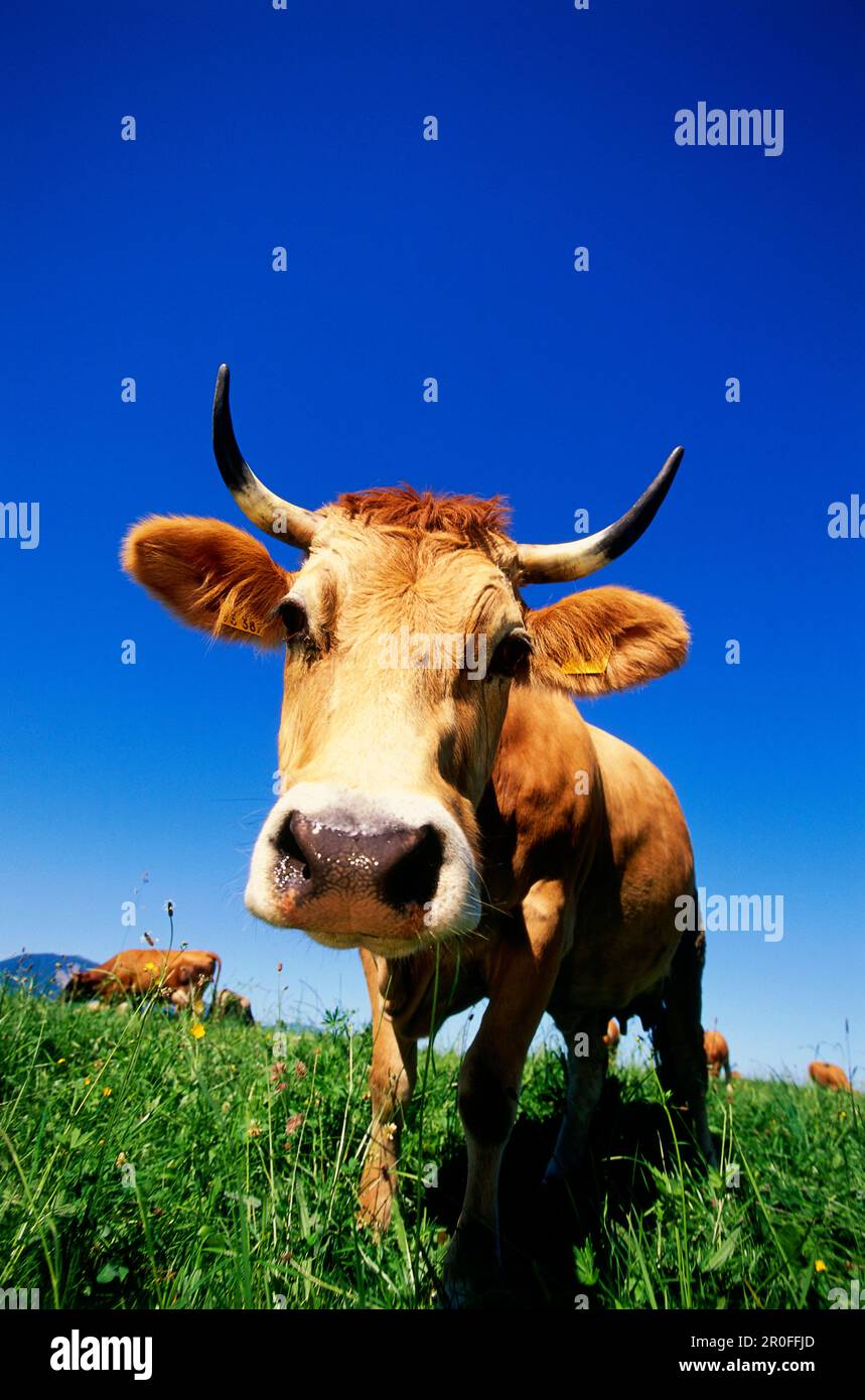 Cattle on meadow, Upper Bavaria, Bavaria, Germany Stock Photo - Alamy