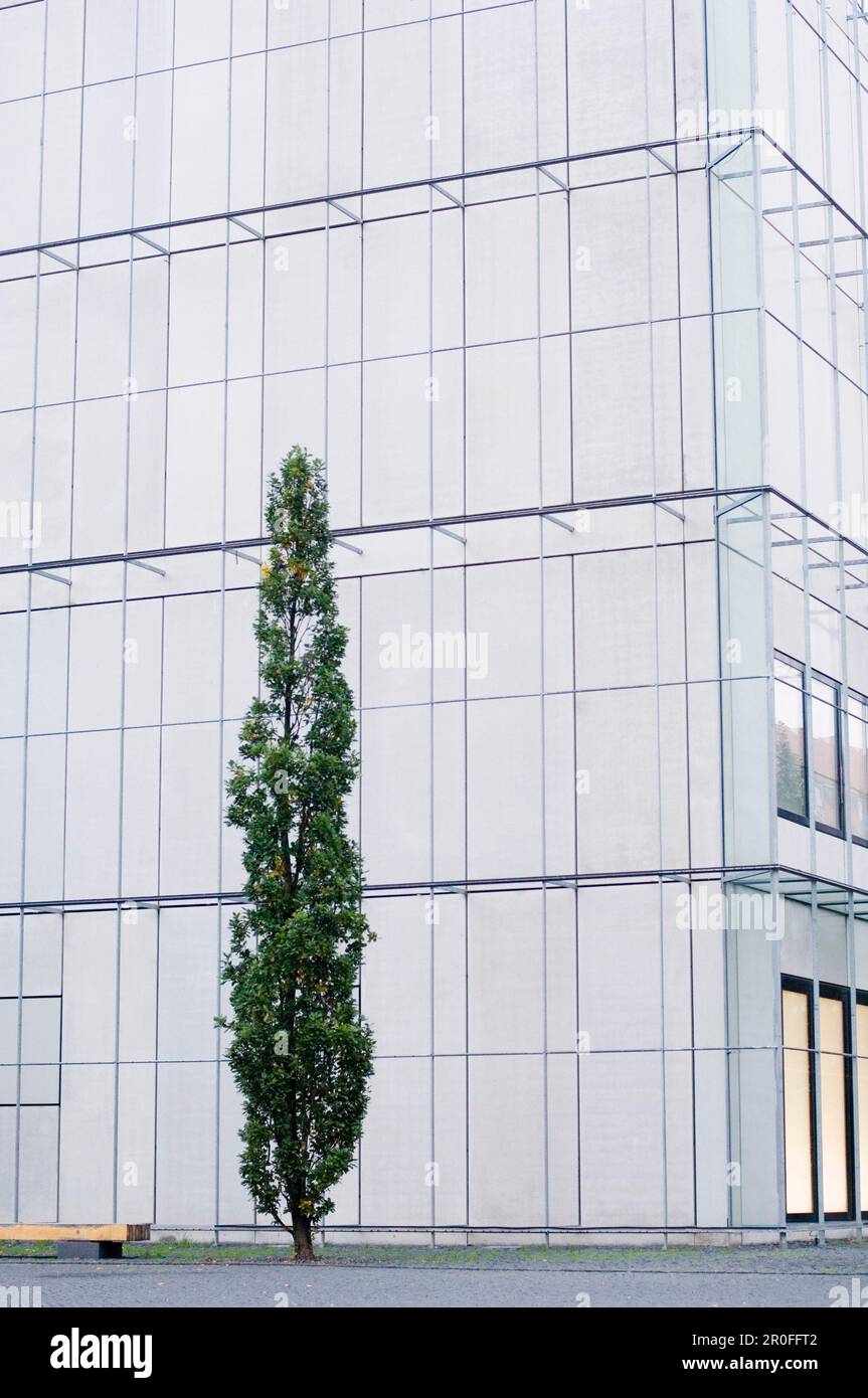 Tree in front of Museum of Visual arts, Leipzig, Saxony, Germany Stock ...