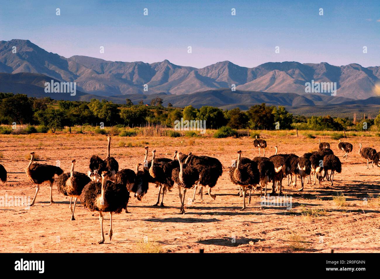 south africa, Karoo, Western cape, Oudtshorn, ostrich farm Stock Photo ...