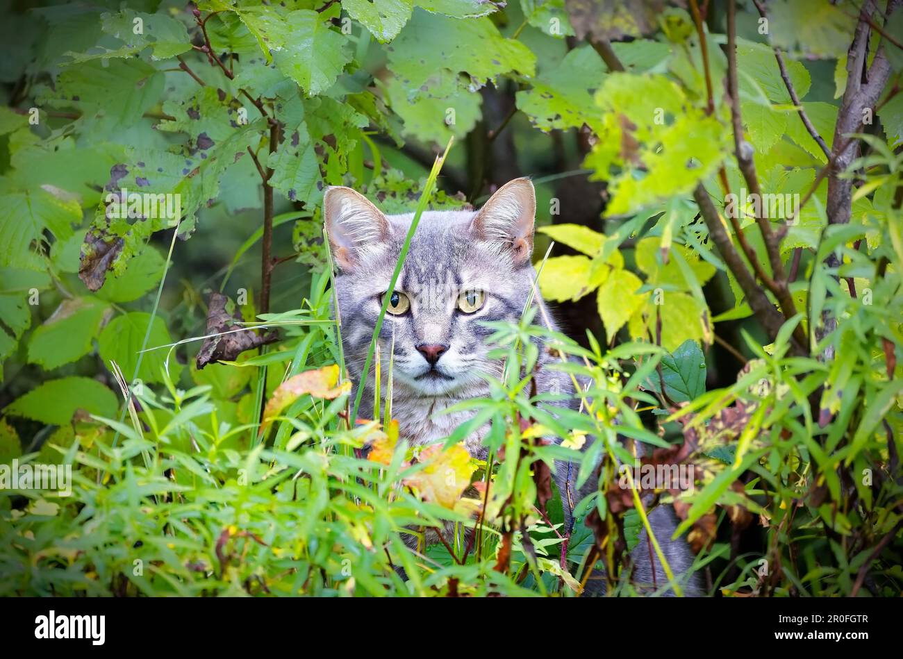 A gray and white cat crouches behind a bush, eyes wide and alert, with ...