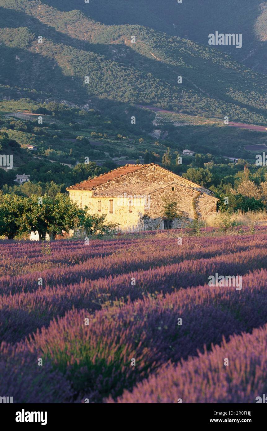 Country house with lavender field, near Nyons, Provence, France Stock ...