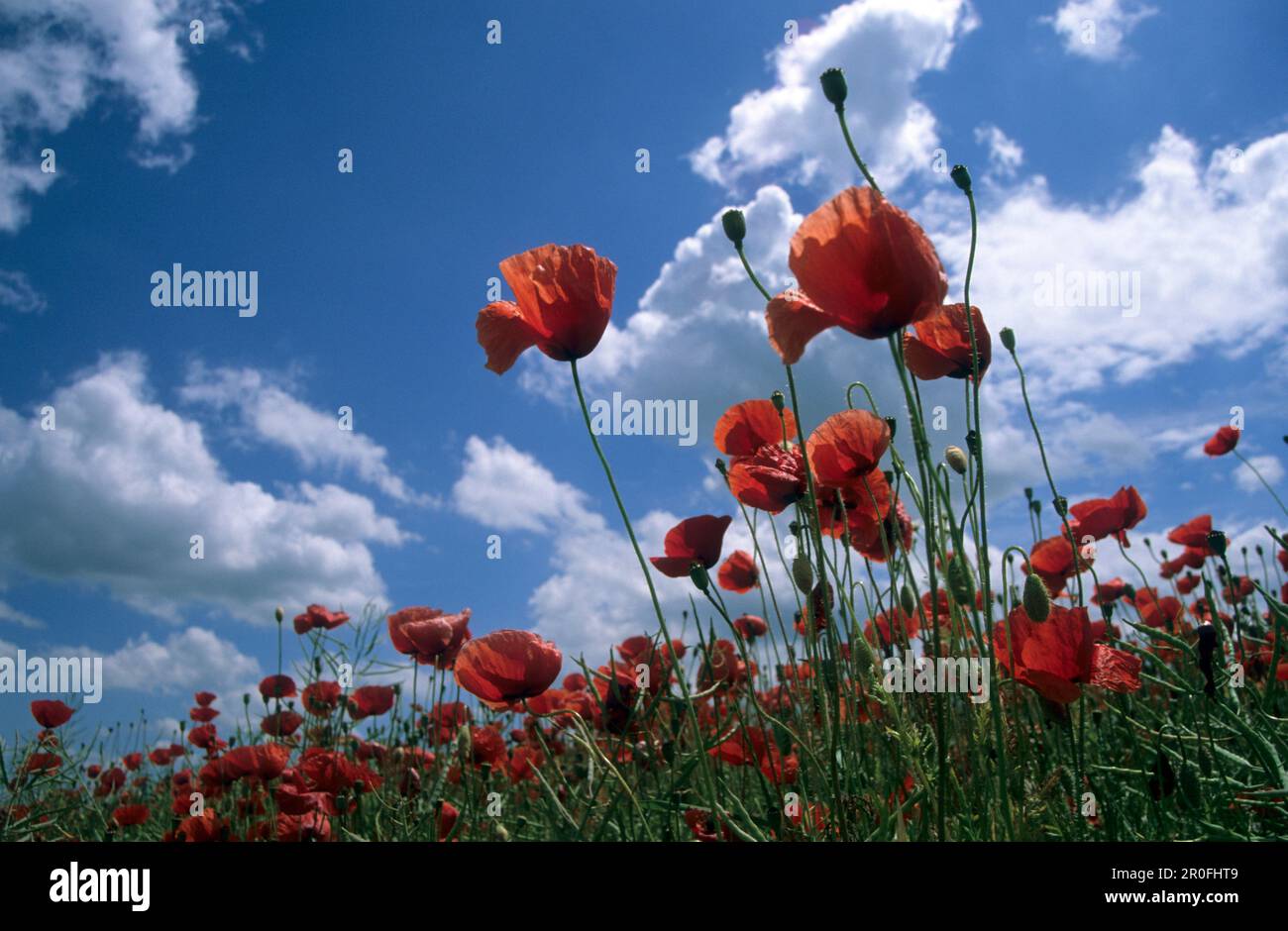 Poppies against blue sky, Garching, Upper Bavaria, Bavaria, Germany ...