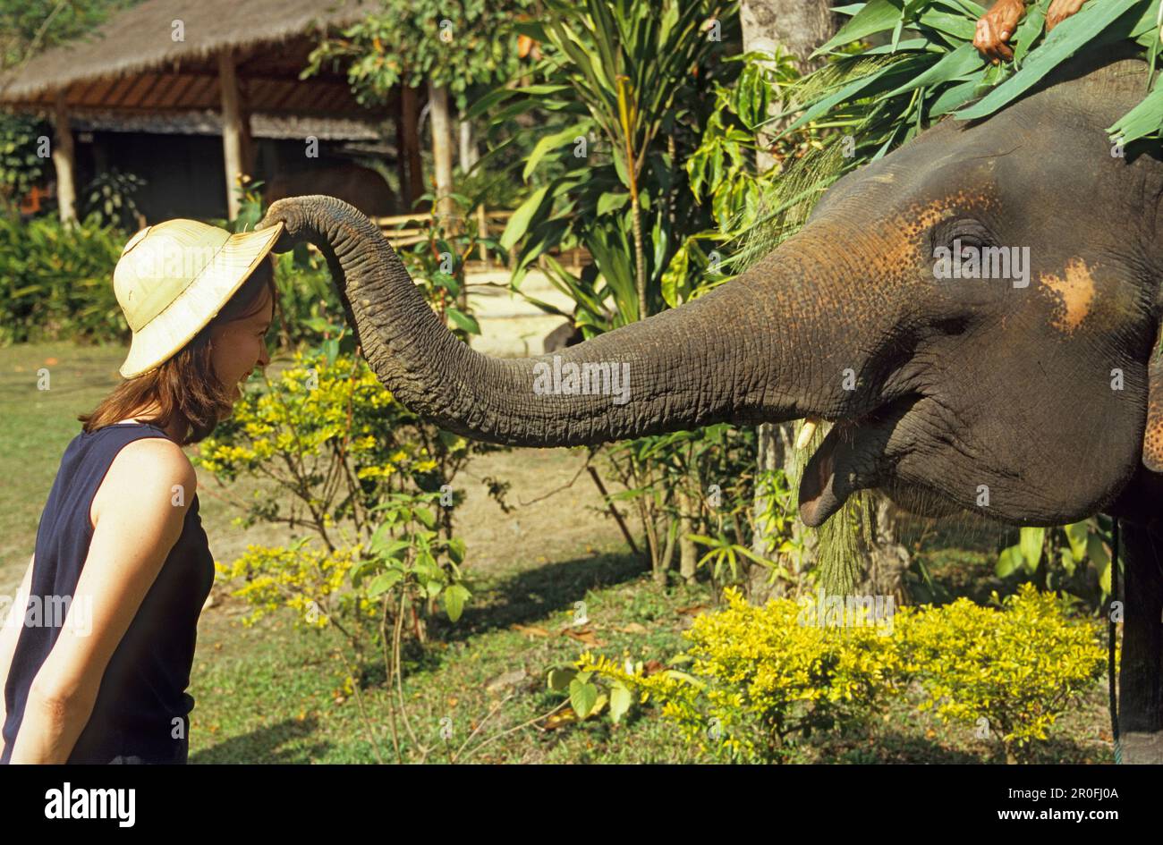 Tame elephant stealing a tourist's hat at an elephant's camp, Thailand ...